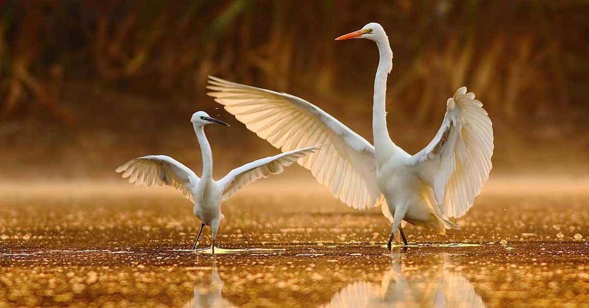 [43+] High-Quality Egret Wallpapers for Desktops and Mobile - WallpaperGap