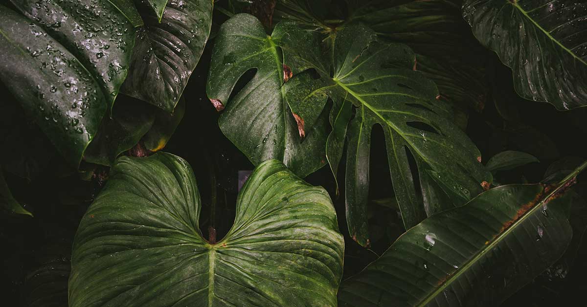 [61+] Free High-Quality Jungle Leaf Wallpapers - WallpaperGap
