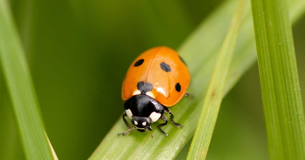 Download Free Lucky Charms Wallpapers [70+ Pictures] - WallpaperGap