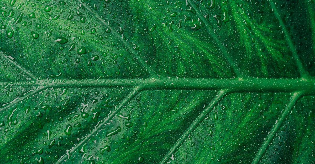 Leaves Pattern Wallpapers [37+ Free Background Images] - WallpaperGap