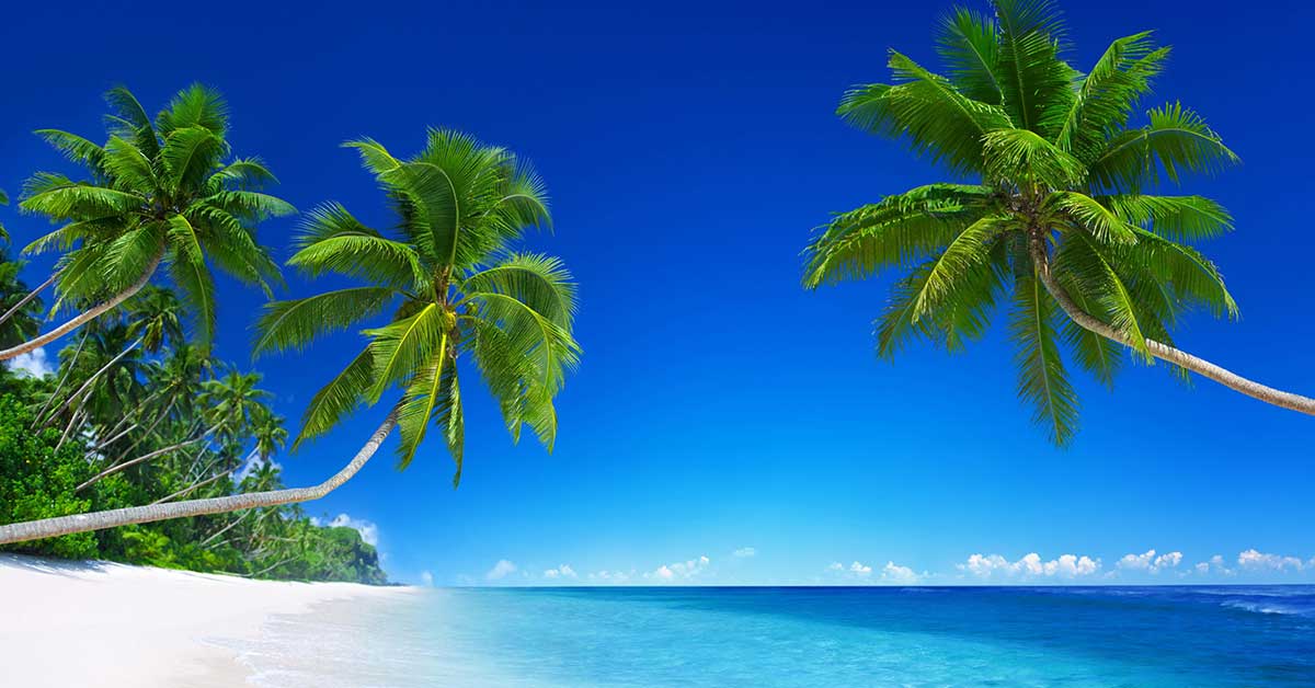 Blue Palm Tree Wallpapers [Free Background Images] - WallpaperGap