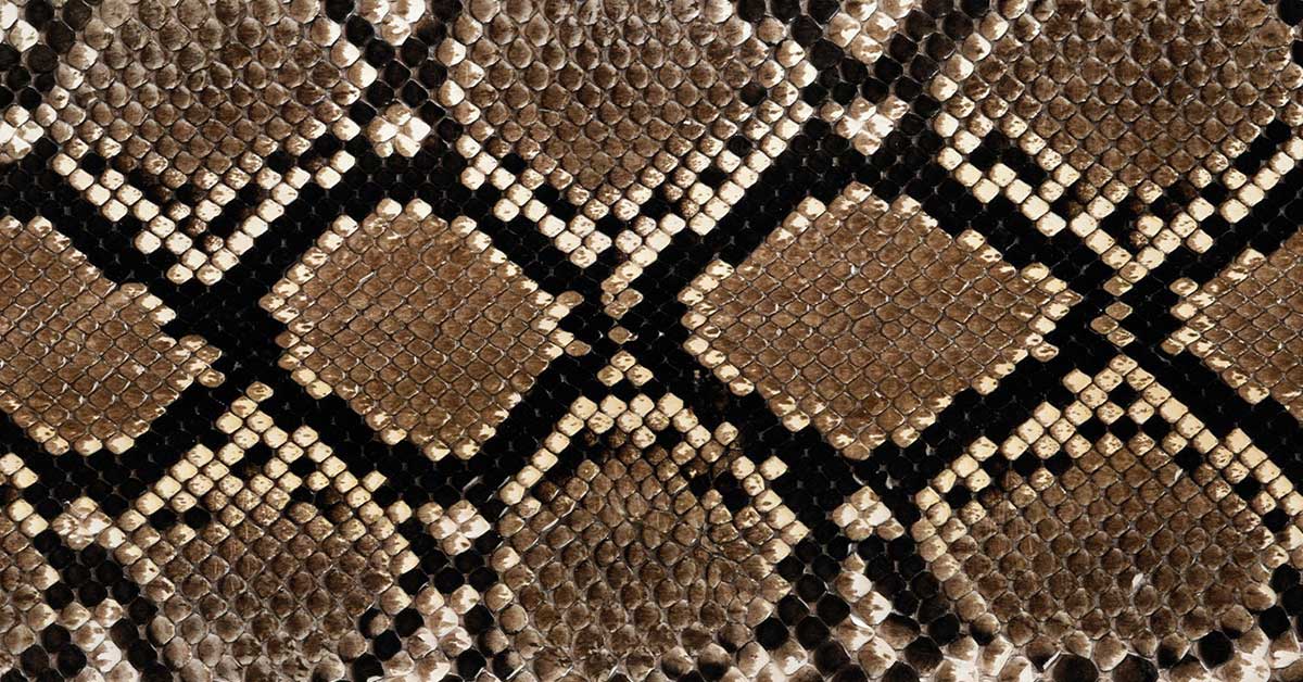 Snakeskin Wallpapers [50+ High-Quality Background Images] - WallpaperGap