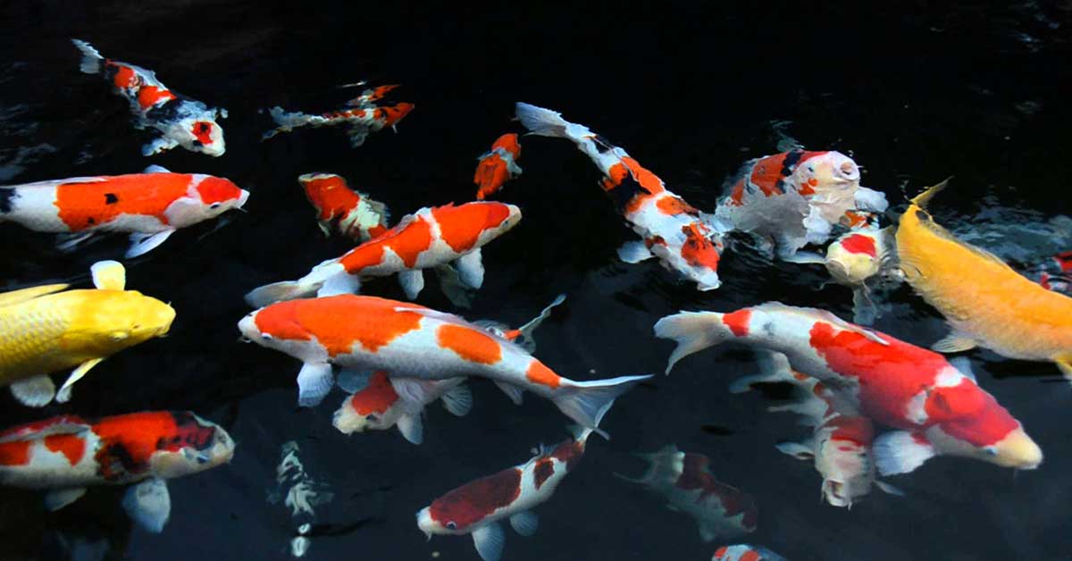 Ikan Koi Wallpapers [40+ Free Background Images] - WallpaperGap