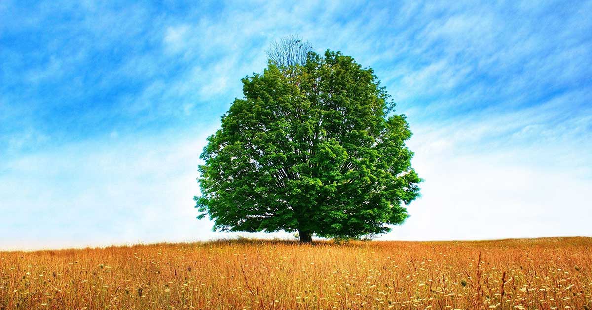 Oak Tree Wallpapers [34+ Free Background Images] - WallpaperGap
