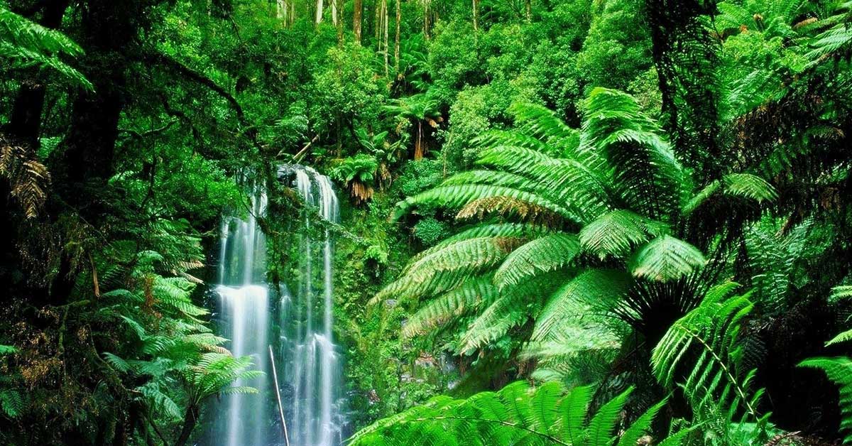 Misty Forest Wallpapers [41+ Free Background Images] - WallpaperGap