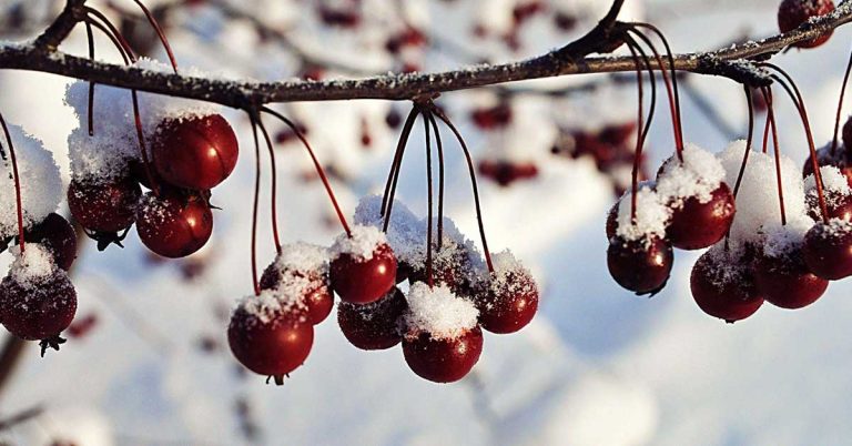 Raspberry Pi Wallpapers [32+ Free Background Images] - WallpaperGap