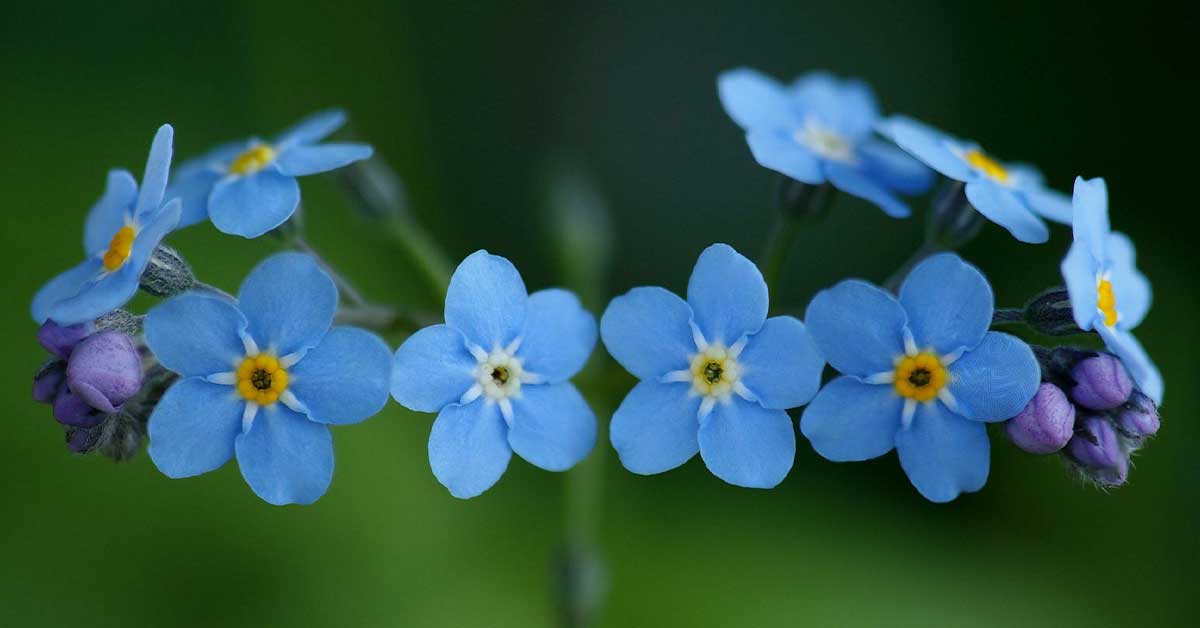 Forget Me Not Wallpapers [15+ Free Background Images] - WallpaperGap