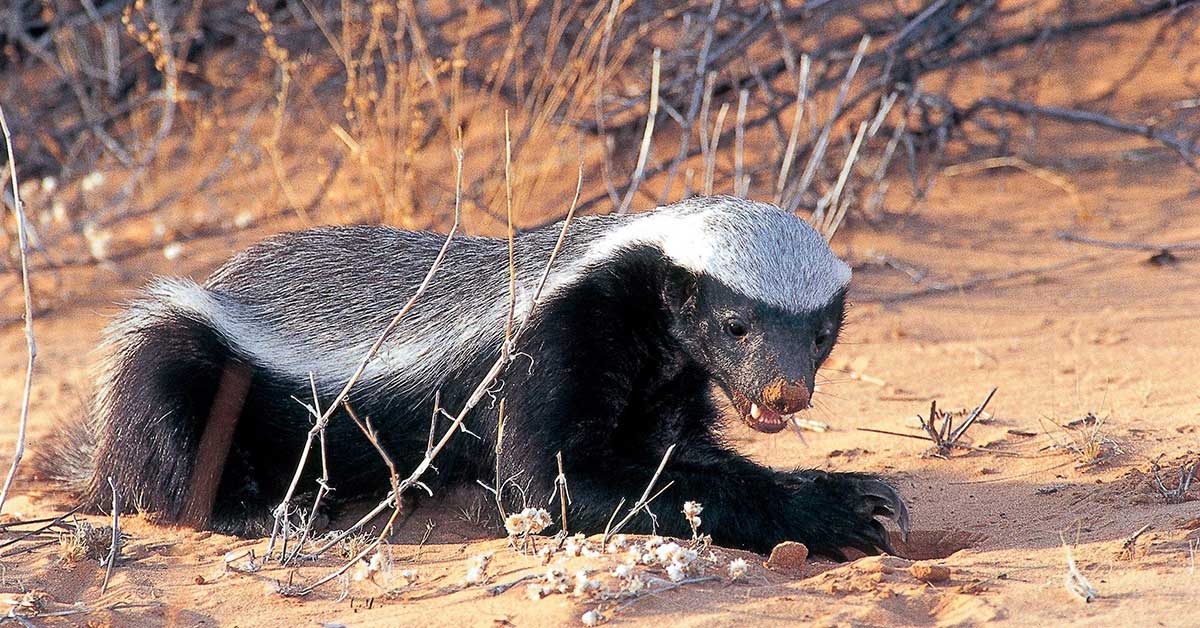 Honey Badger Wallpapers [18+ Free Background Images] - WallpaperGap