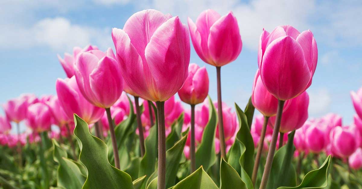 Fuchsia Wallpapers [37+ Free Background Images] - WallpaperGap