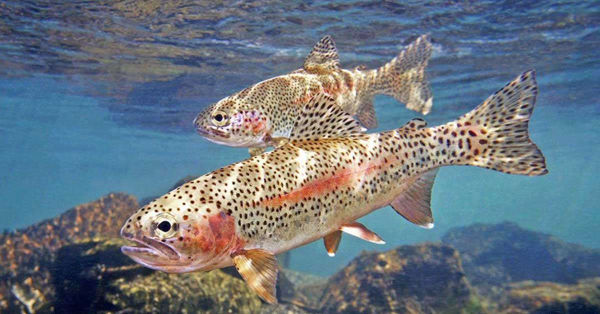 Trout Wallpapers [28+ Free Background Images] - WallpaperGap