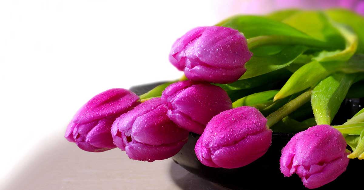 Pink Tulips Wallpapers [42+ Free Background Images] - WallpaperGap