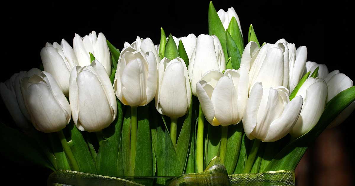 Tulip Flower Wallpapers [18+ Free Background Images] - WallpaperGap