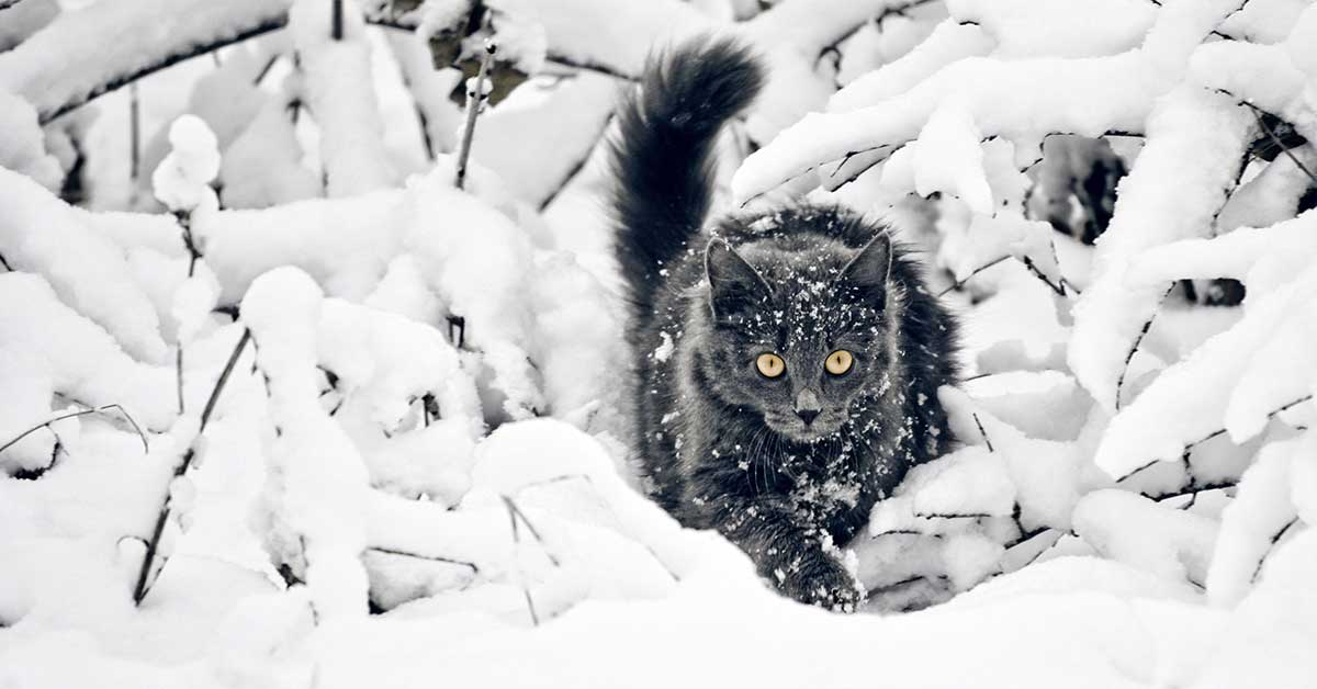 Yellow Tabby Cats Winter Wallpaper A Fluffy Norwegian Forest Cat