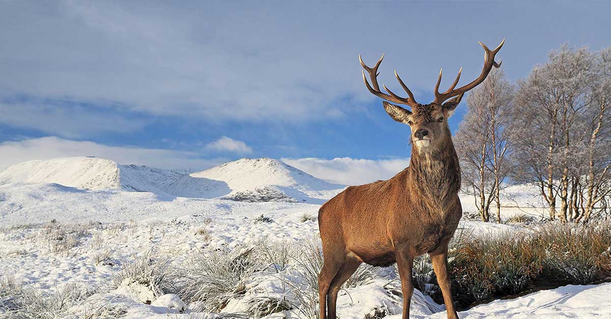 Winter Deer Wallpaper 29,388 Deer Winter Forest Stock Photos Free