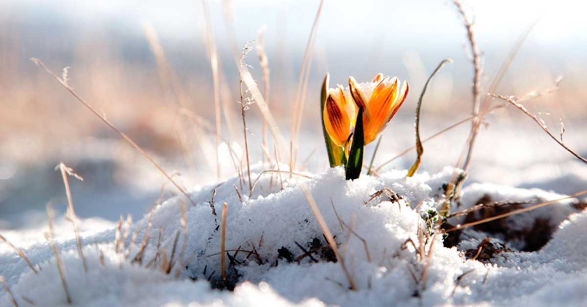 Winter Flower Wallpapers [19+ Free Background Images] - WallpaperGap