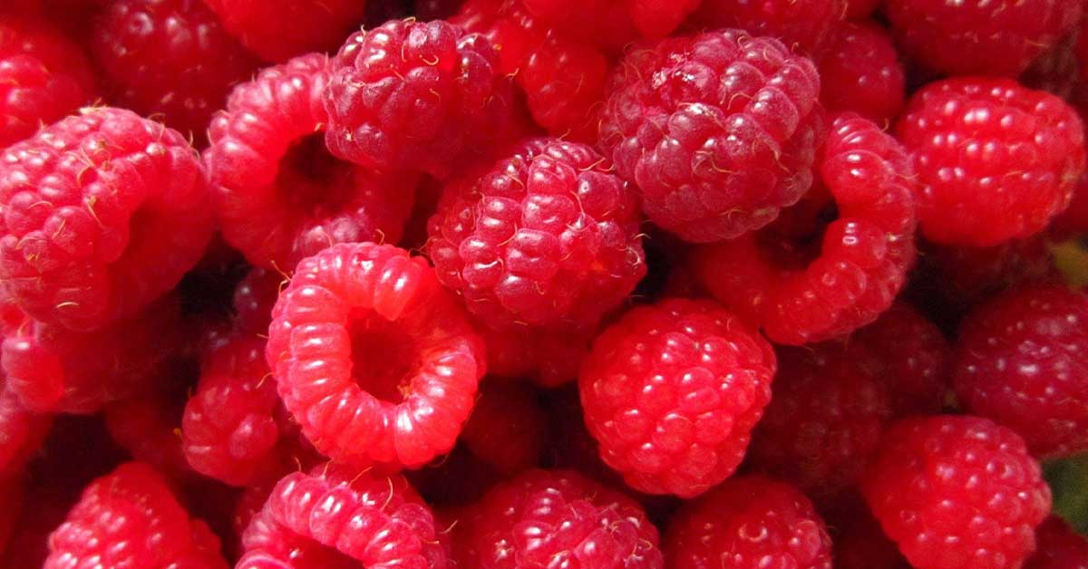 Raspberry Wallpapers [36+ Free Background Images] - WallpaperGap