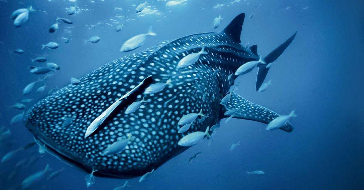 Sea Creatures Wallpapers (30 Ocean-Inspired Designs) - WallpaperGap