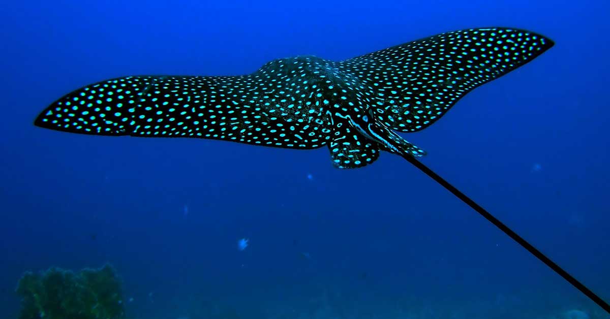 Willow Tree Wallpapers [32+ Free Background Images] - WallpaperGap