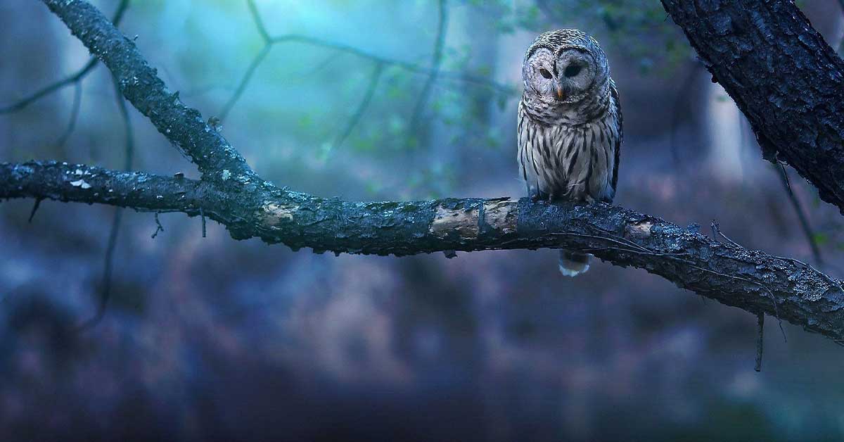 HD Owl Wallpapers | 72 High-Definition Backgrounds - WallpaperGap