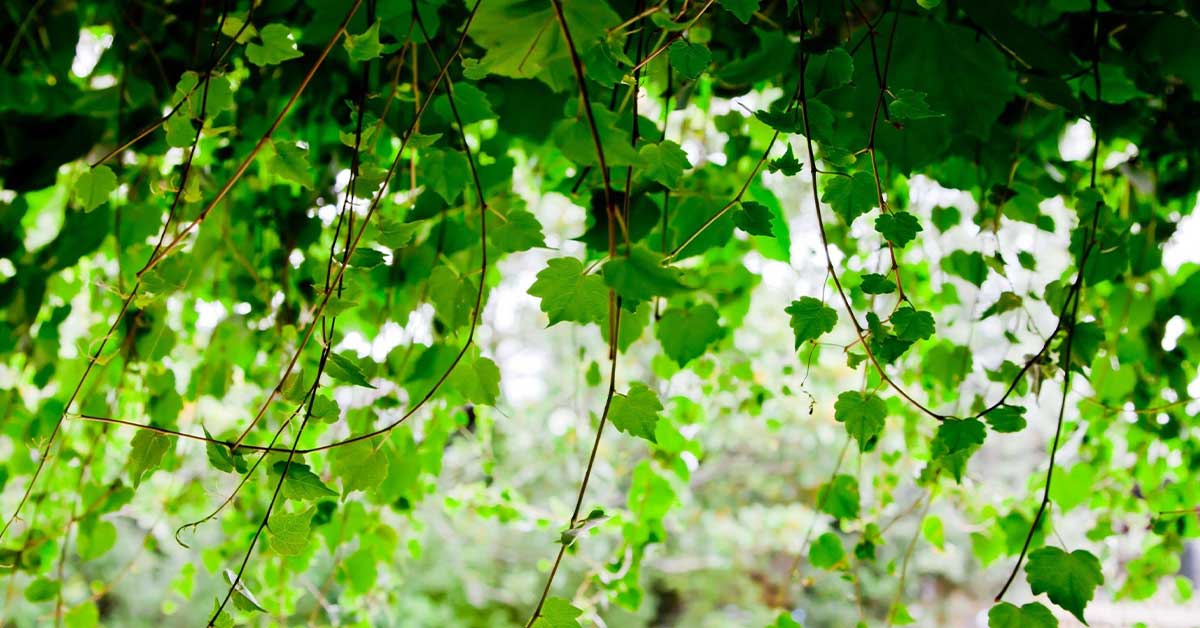 Ivy Wallpapers | 22 Green Leafy Backgrounds - WallpaperGap